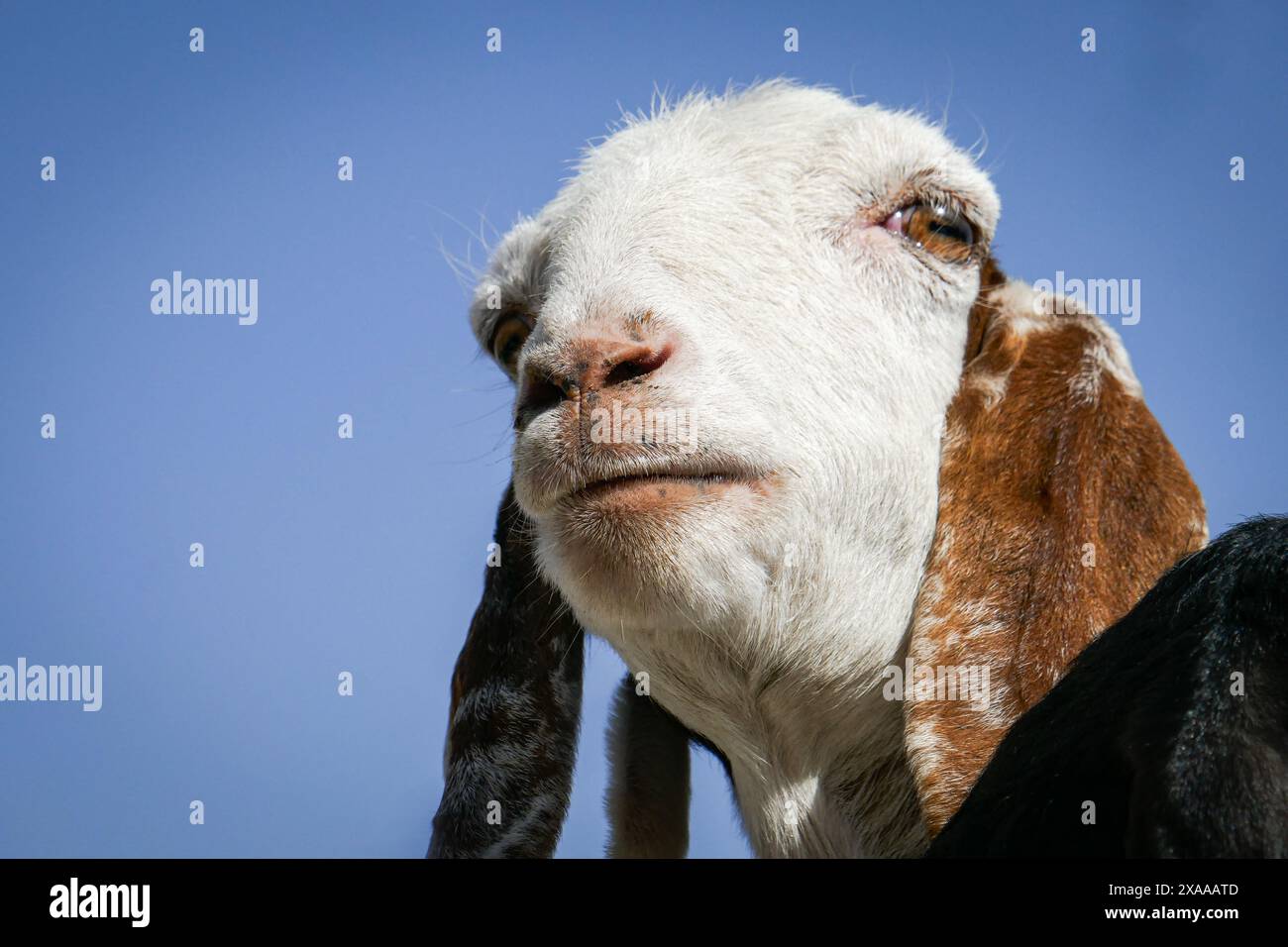 A cute goat with endearing expression against a blue sky in India Stock ...