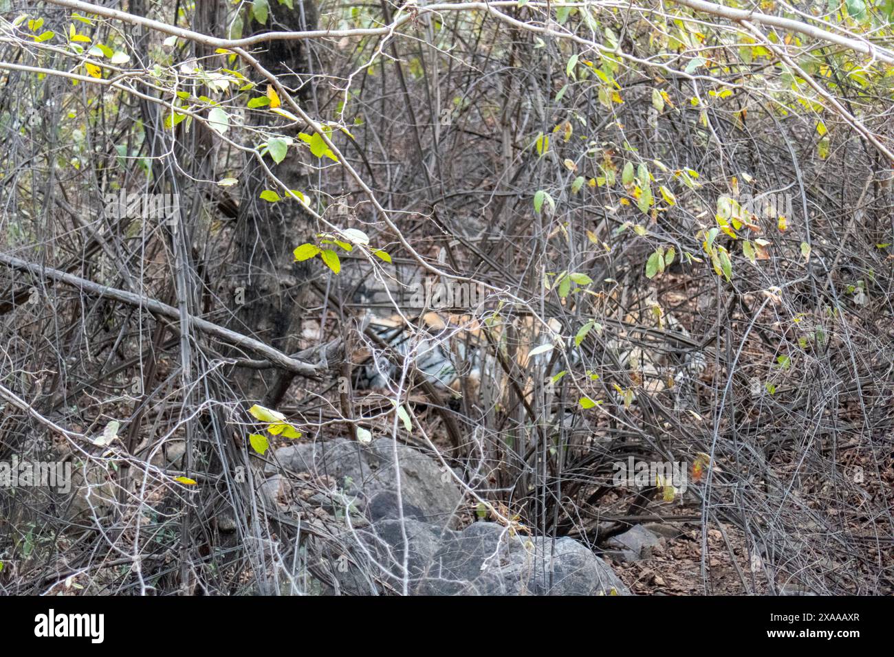 A tiger hiding in the bushes with her cub, on safari in Ranthambore ...