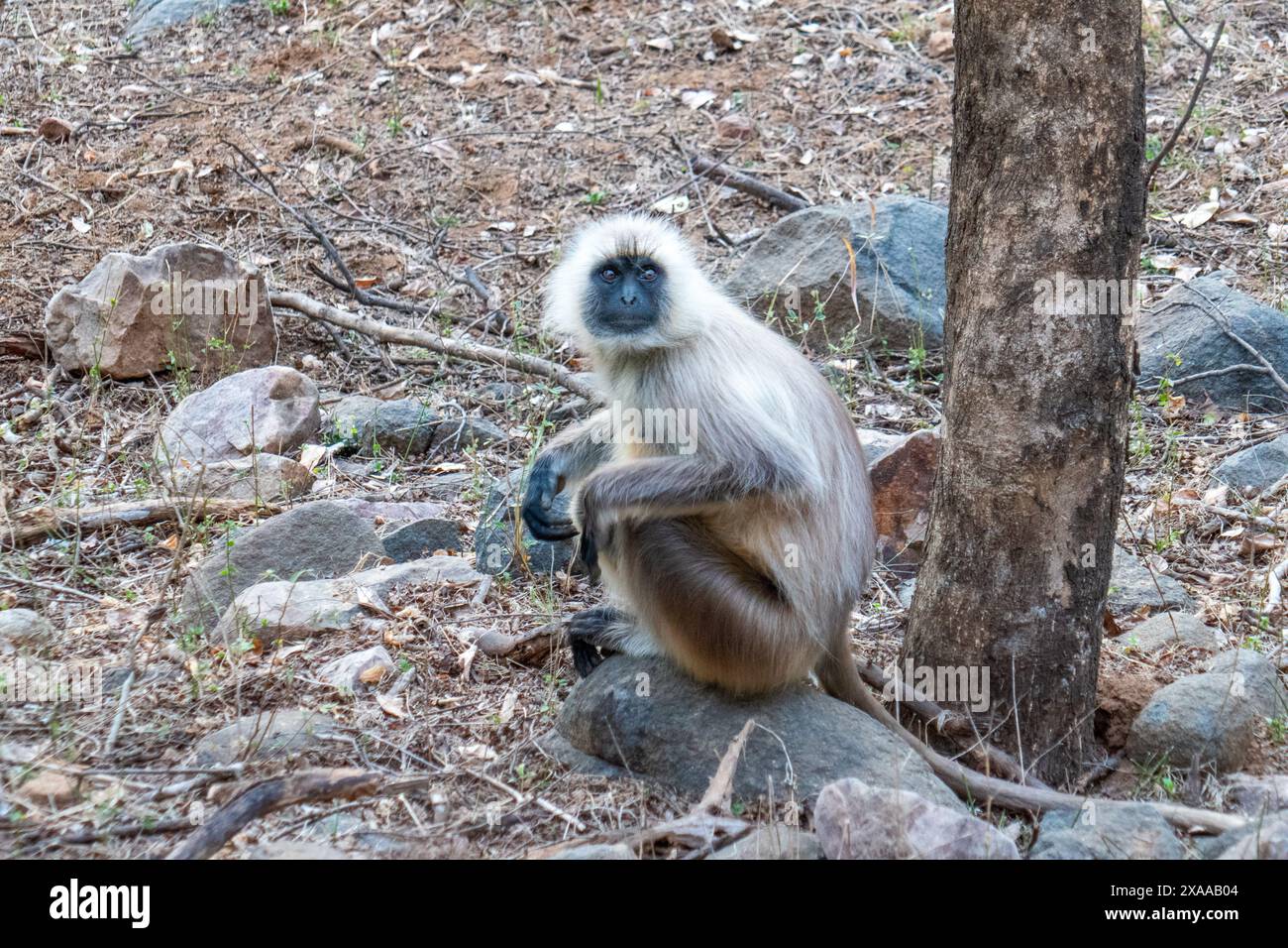 Endangered monkey in india hi-res stock photography and images - Alamy