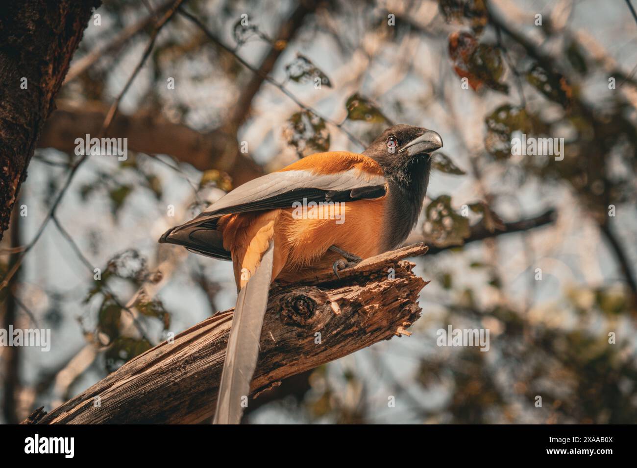 A Rufous Treepie bird spotted in Ranthambore National Park, India ...