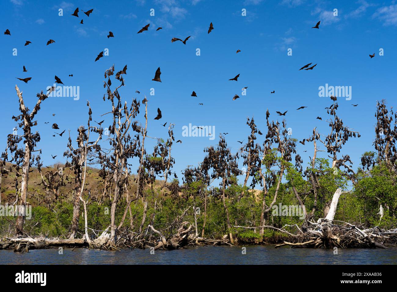A fruit bat colony in 17 Islands National park, Flores Island ...