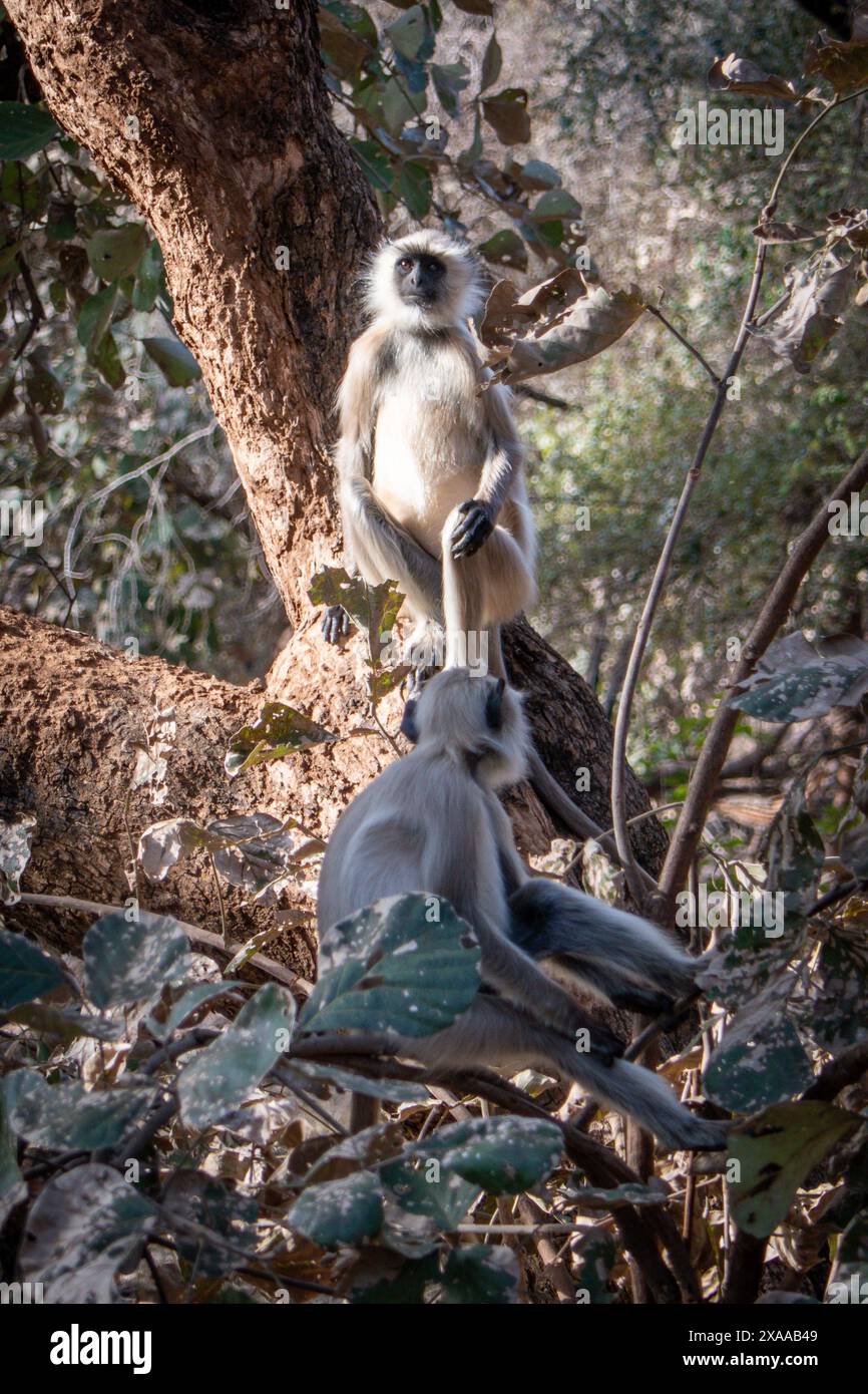The monkeys on a safari in Ranthambore National Park, India Stock Photo ...