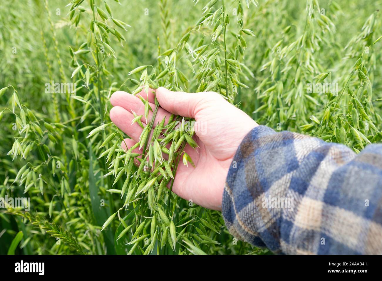 happy farmer checking quality grain harvest, green oat plants ...