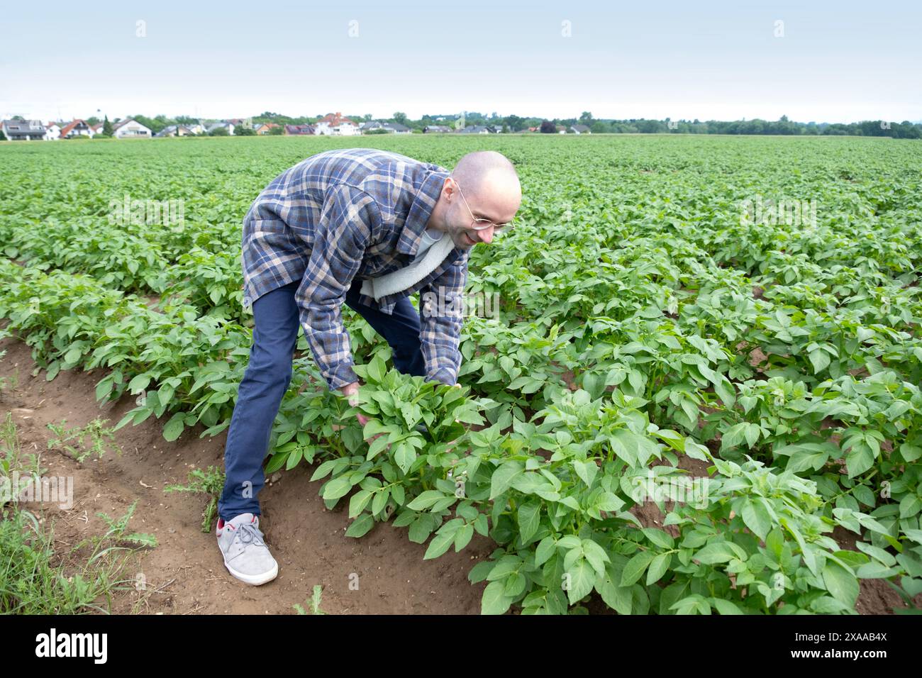 Farmer checking quality potatoes hi-res stock photography and images ...