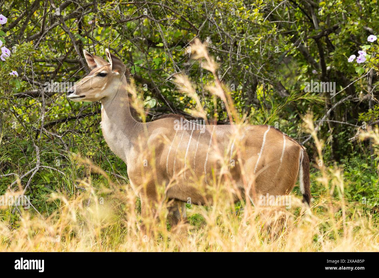 The Greater Kudu is one of Africa's largest members of the antelope ...