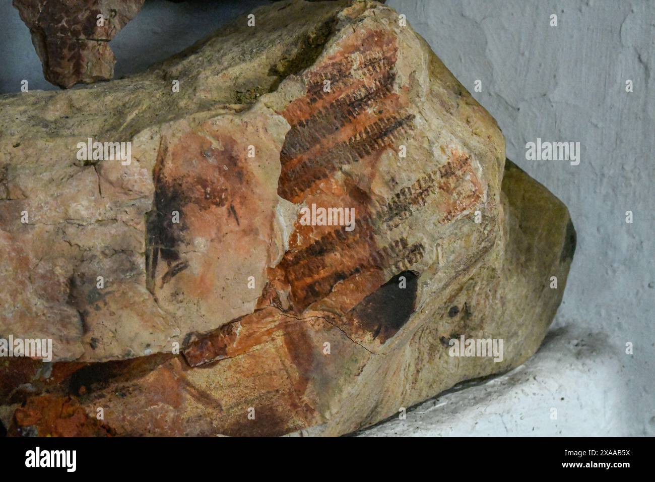 Plant fossil in a rock, Prehistoric times Stock Photo - Alamy