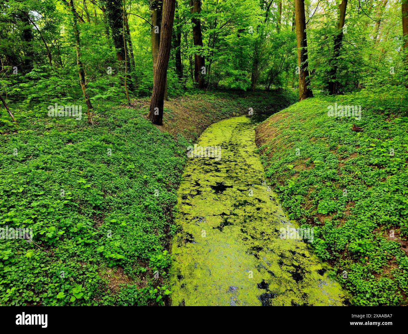 The lush moss surrounded by towering trees and grass Stock Photo - Alamy