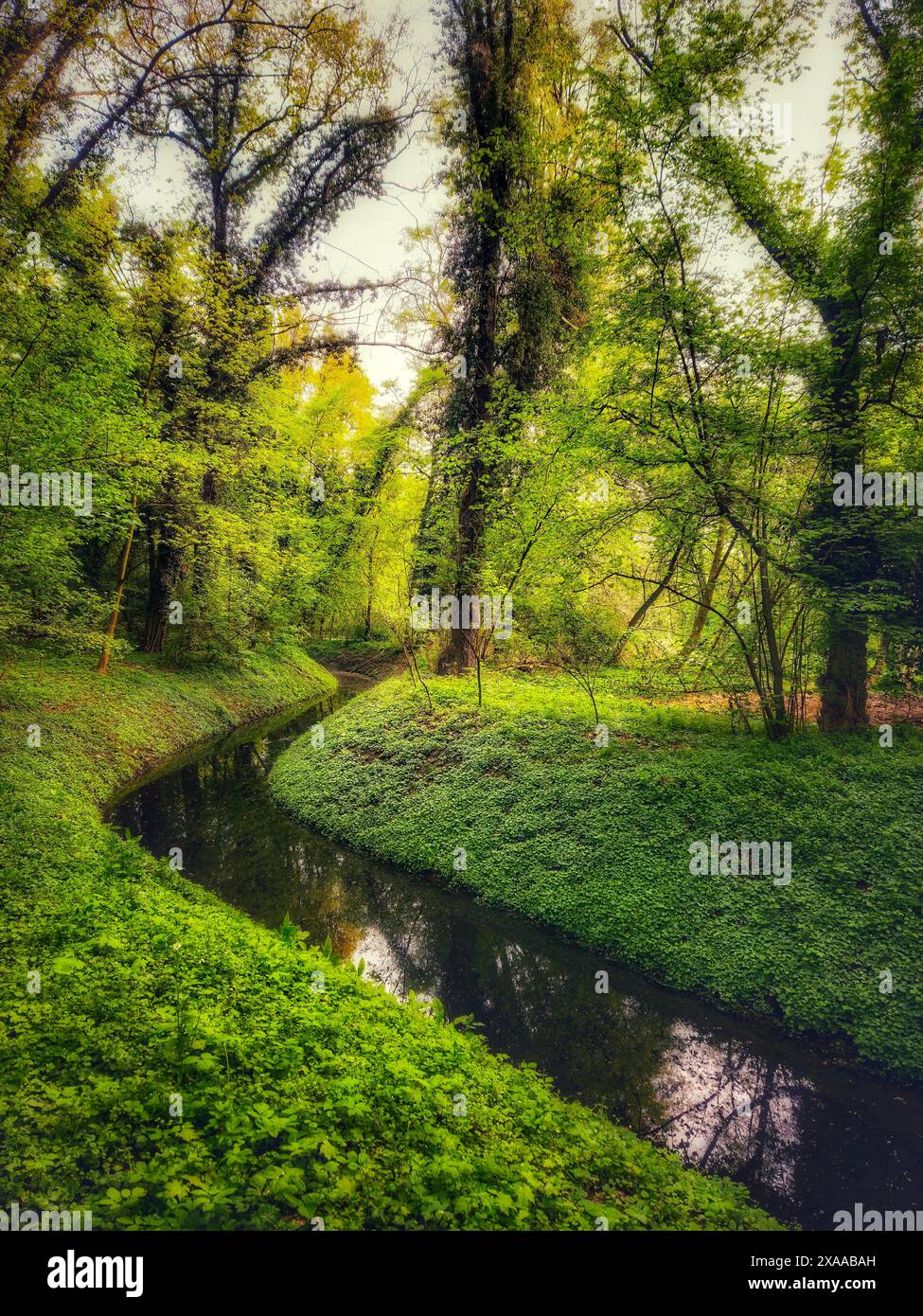 A tranquil forest stream with lush greenery Stock Photo - Alamy