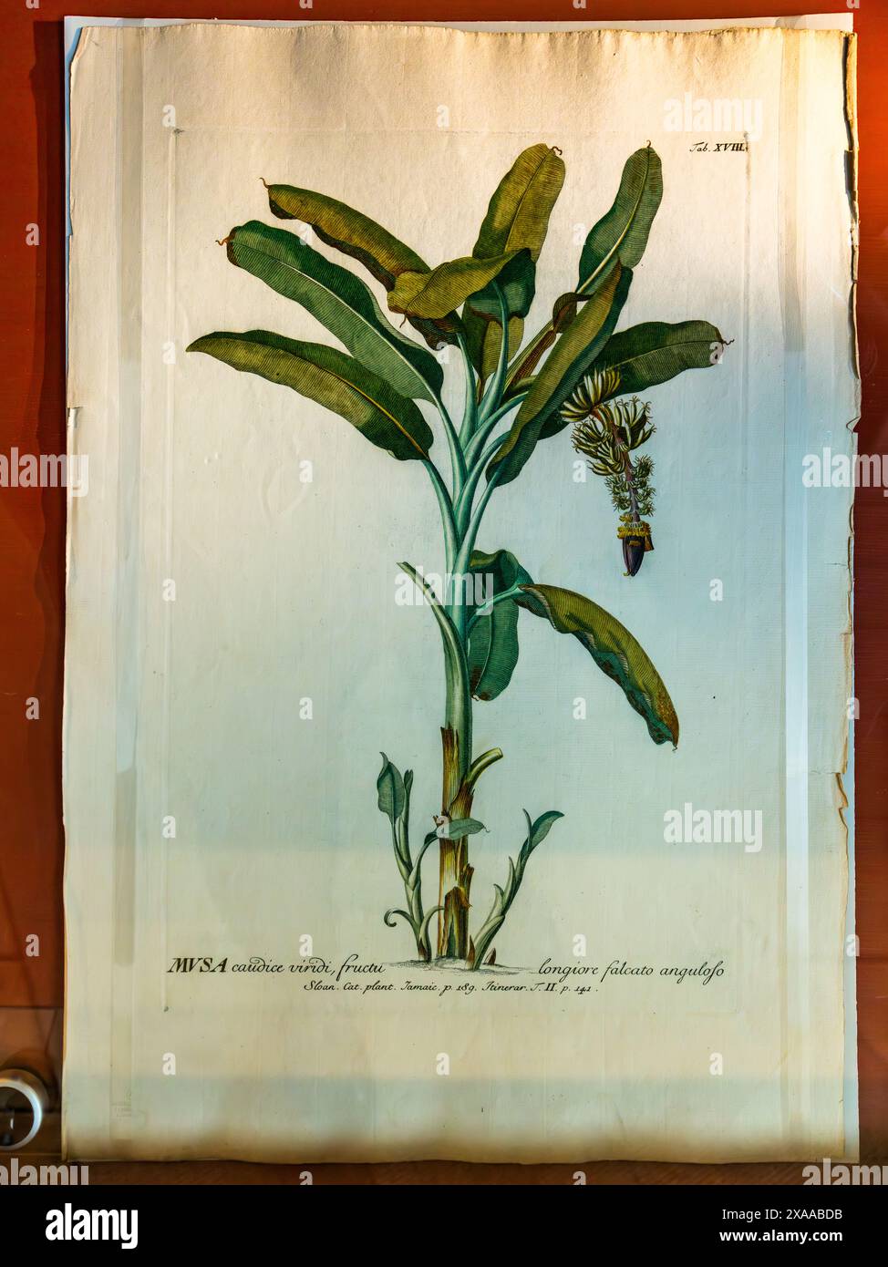 Carl von linne flower hi-res stock photography and images - Alamy