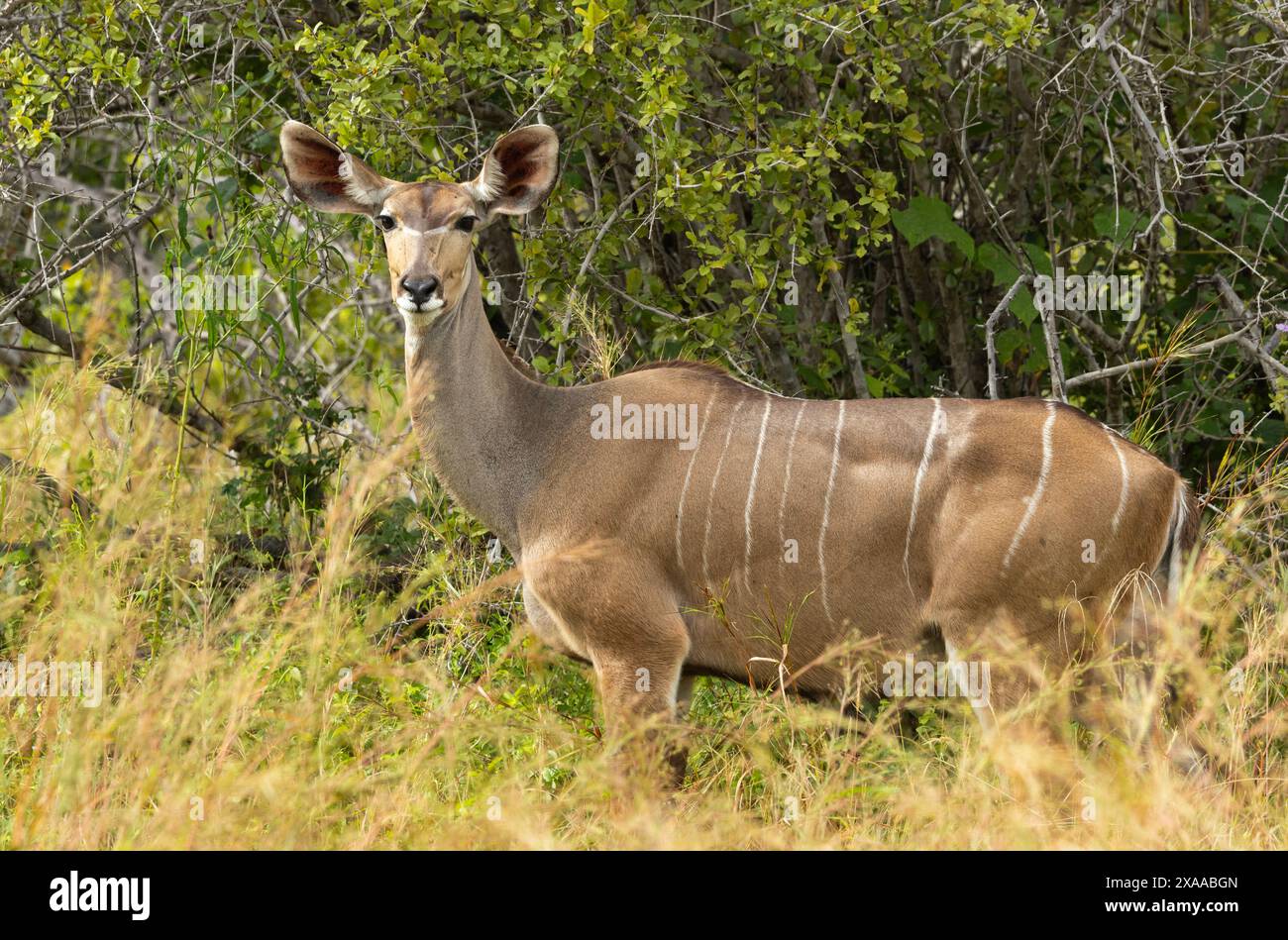 The Greater Kudu is one of Africa's largest members of the antelope ...