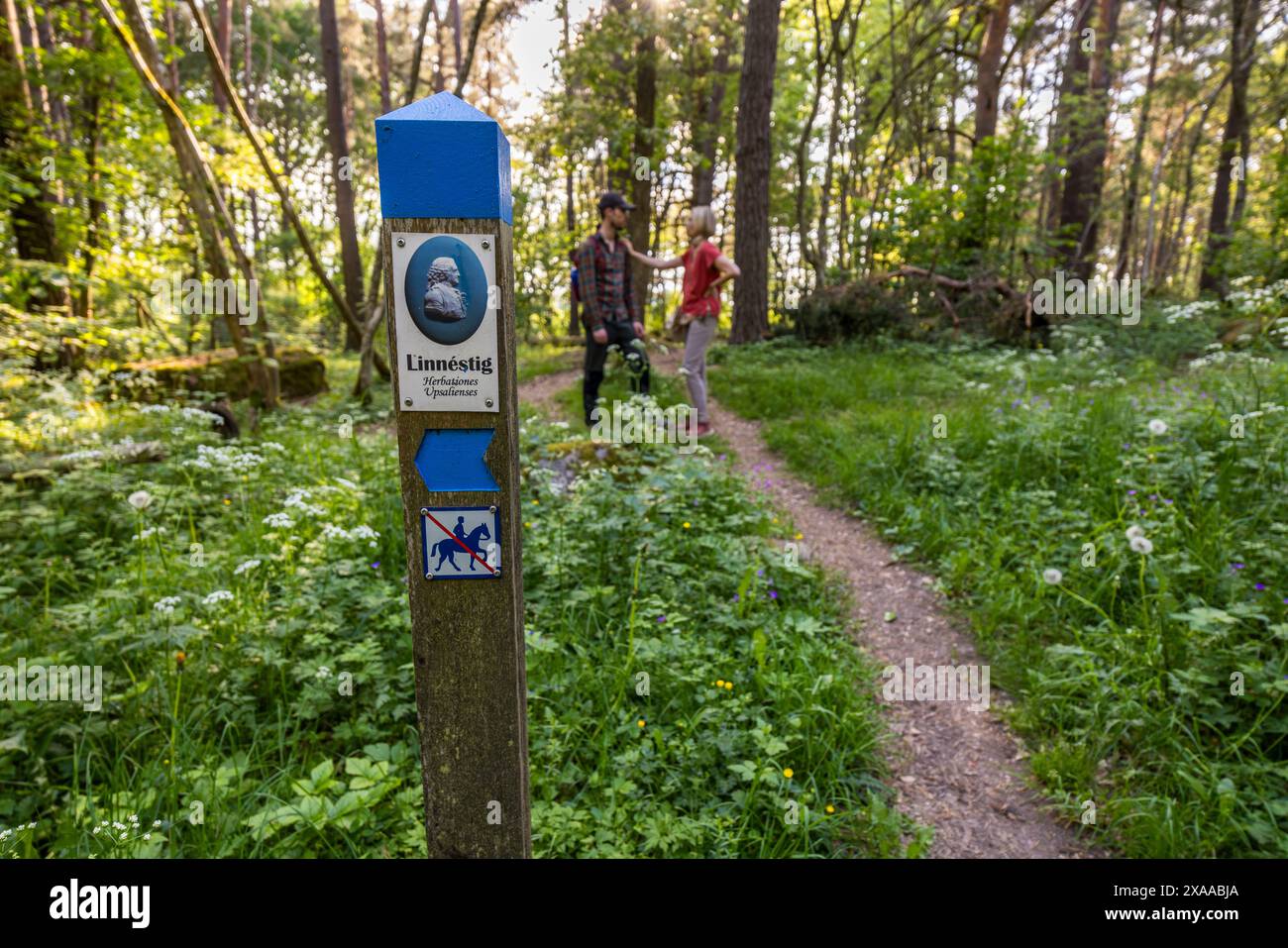 The Linnéstig hiking trail between Uppsala and Gamla Uppsala is named ...