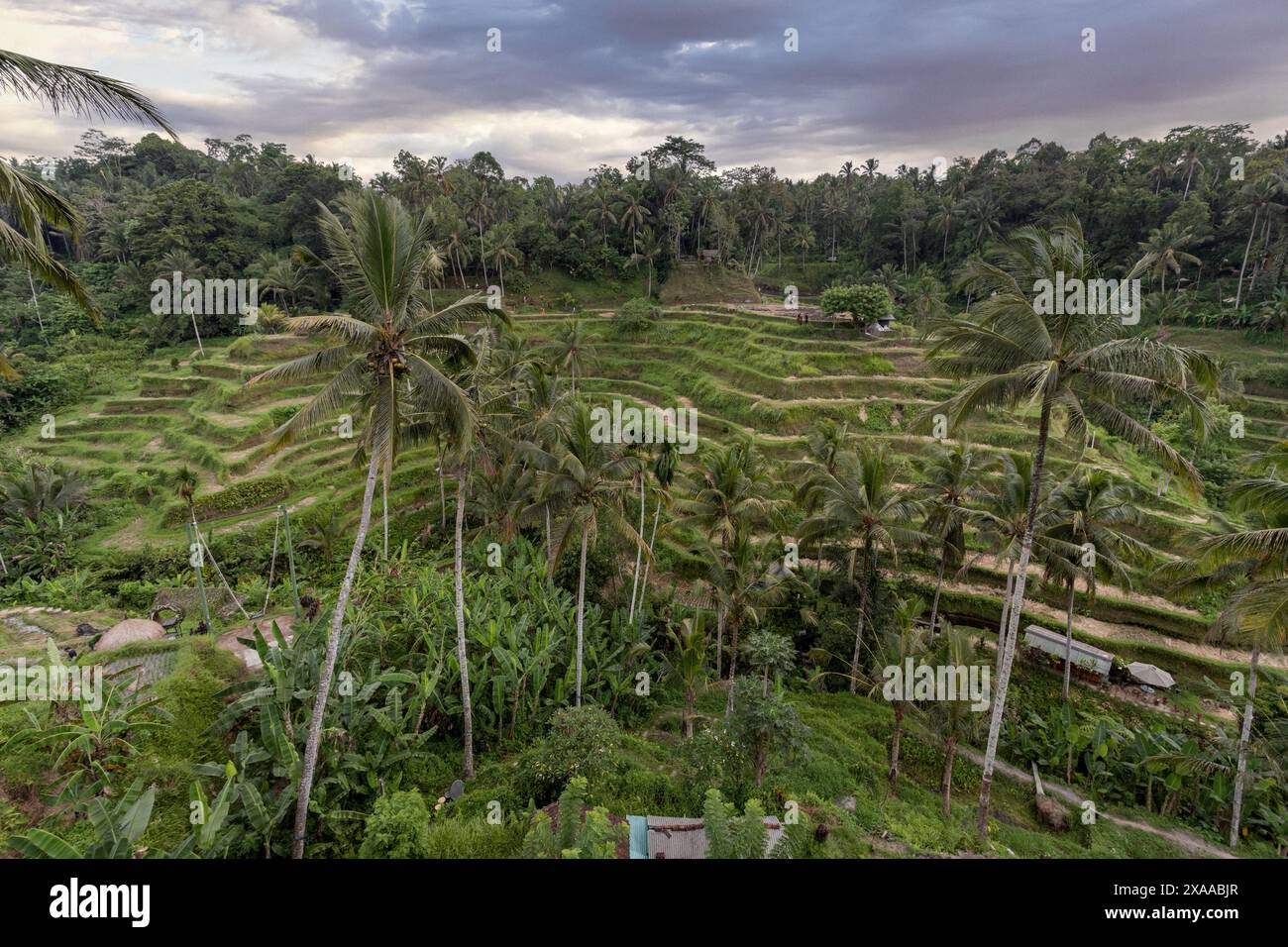 A bird's eye view of Indonesian jungle Stock Photo - Alamy