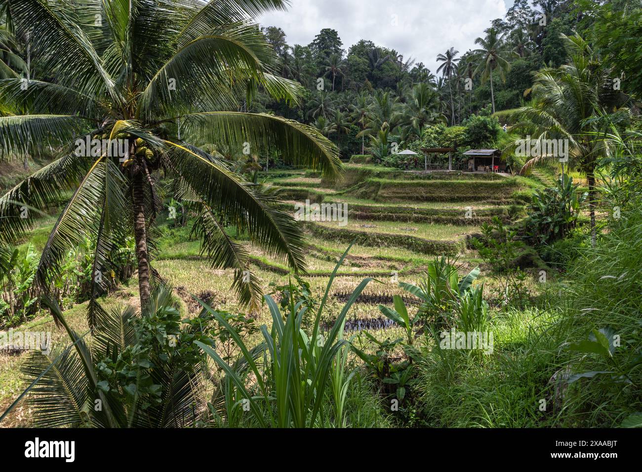 A rice terraces on a tropical island with lush palm trees and greenery ...
