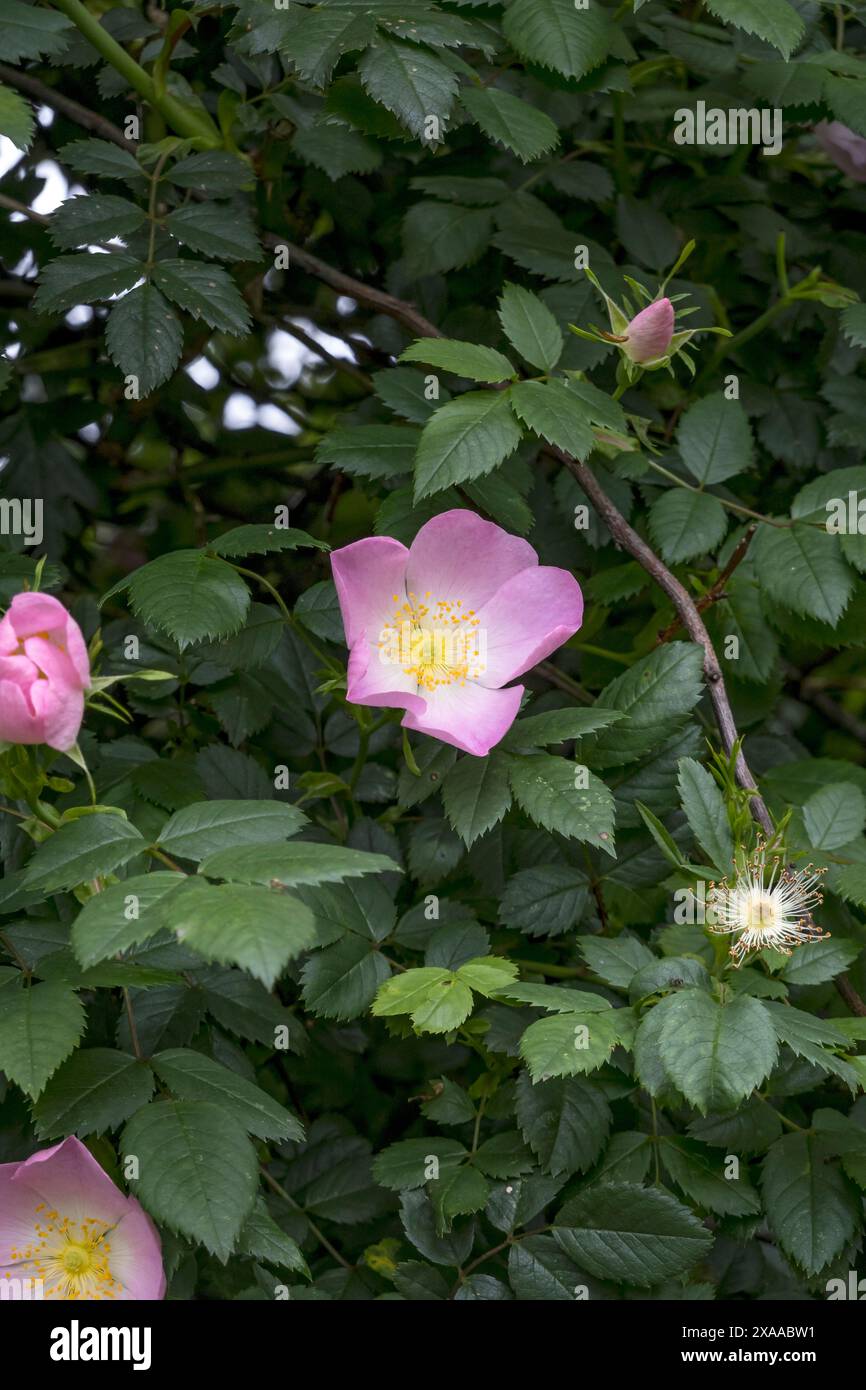 Dog Rose flower Stock Photo - Alamy