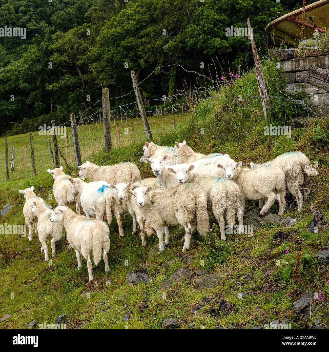 A group of lambs (young sheep) on a farm in North Wales, UK Stock Photo ...