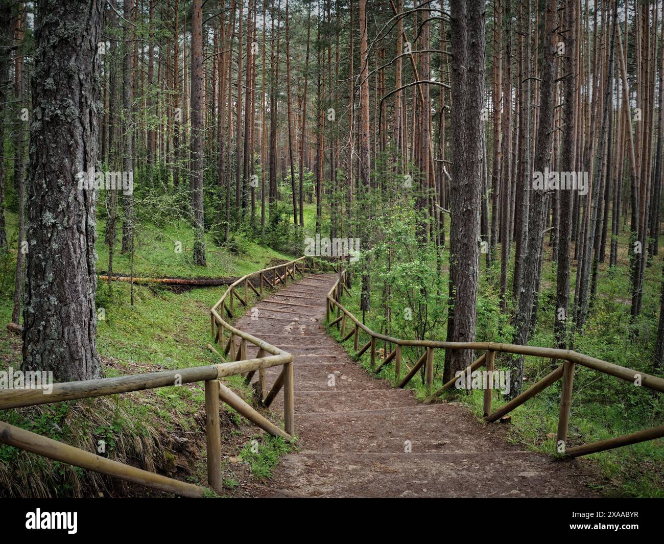 A scenic path winding through tall trees in lush Galician forest, Spain ...