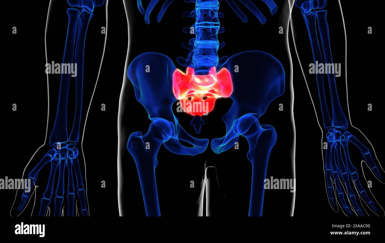 Human skeleton sacral bone anatomy 3D illustration for medical concept ...