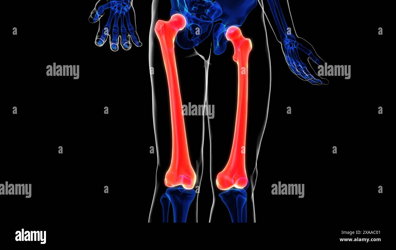 Femur bone anatomy for medical Concept 3D illustration Stock Photo - Alamy