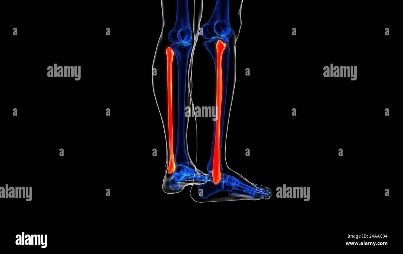 Human skeleton fibula bone anatomy 3D illustration for medical concept ...