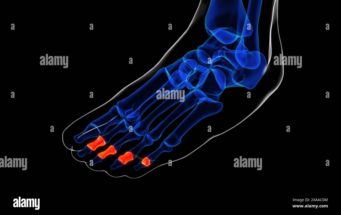 Middle phalanx foot bones anatomy for medical Concept 3D illustration ...