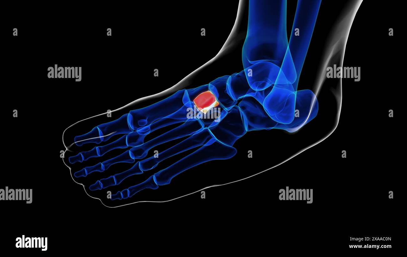 Intermediate cuneiform foot bones anatomy for medical Concept 3D ...