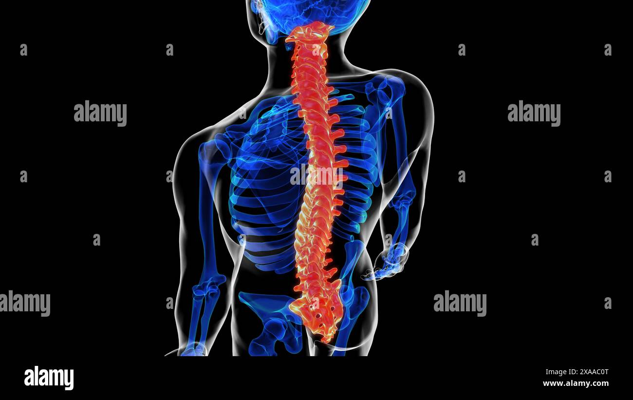 Vertebral column anatomy for medical concept 3D illustration Stock ...