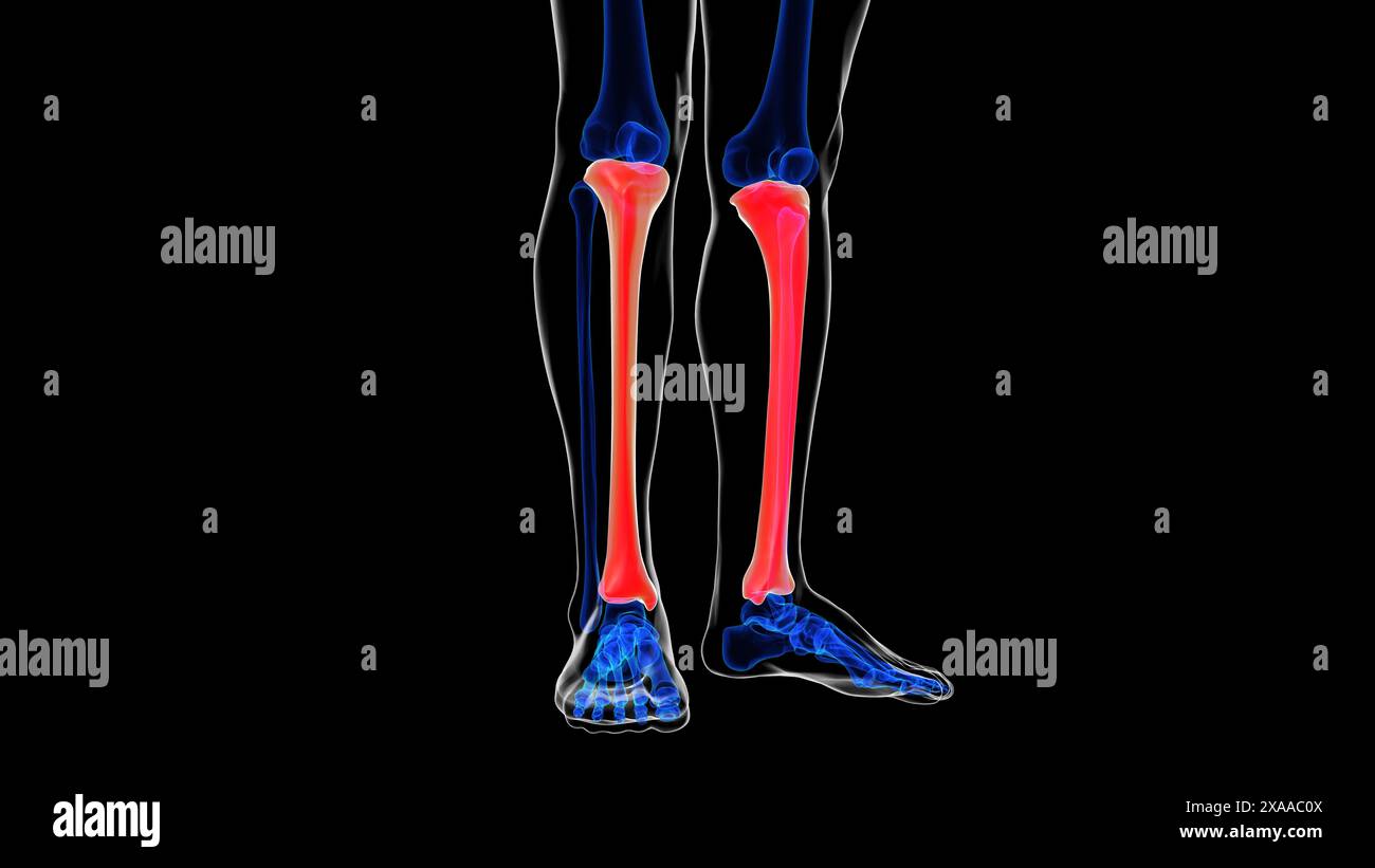 Human skeleton Tibia bone anatomy 3D illustration for medical concept ...
