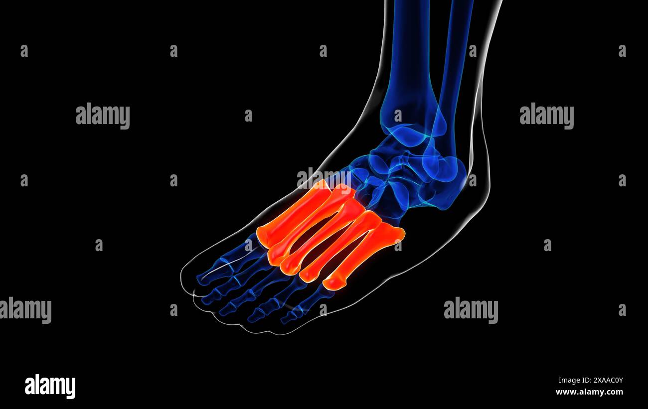 Metatarsal foot bones anatomy for medical Concept 3D illustration Stock ...