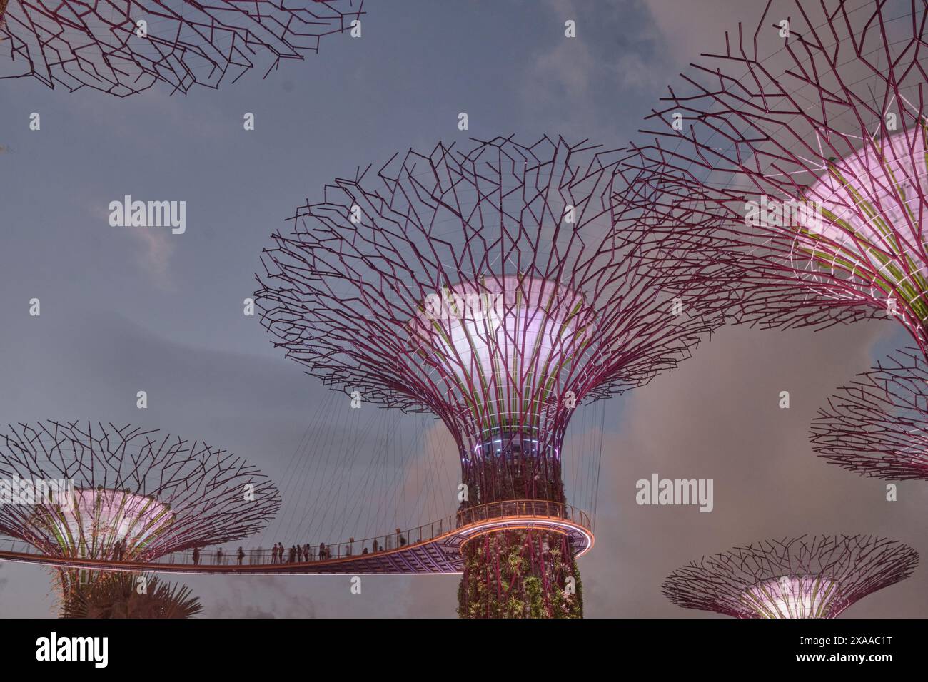 Gardens by the bay, 50 metre tall artificial trees during the light ...