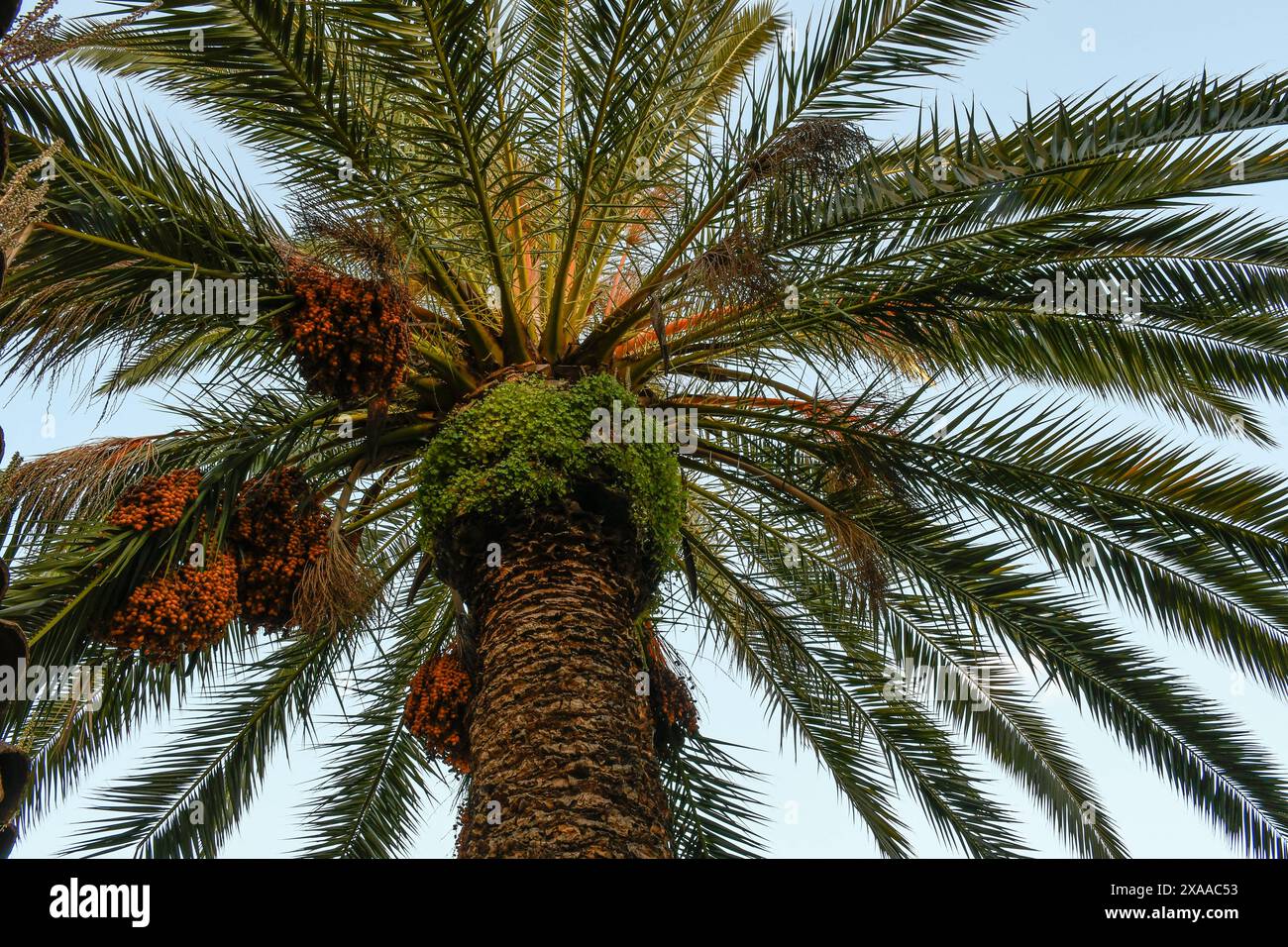 Date palm inside a Puertollano house, Environmental Education Stock ...