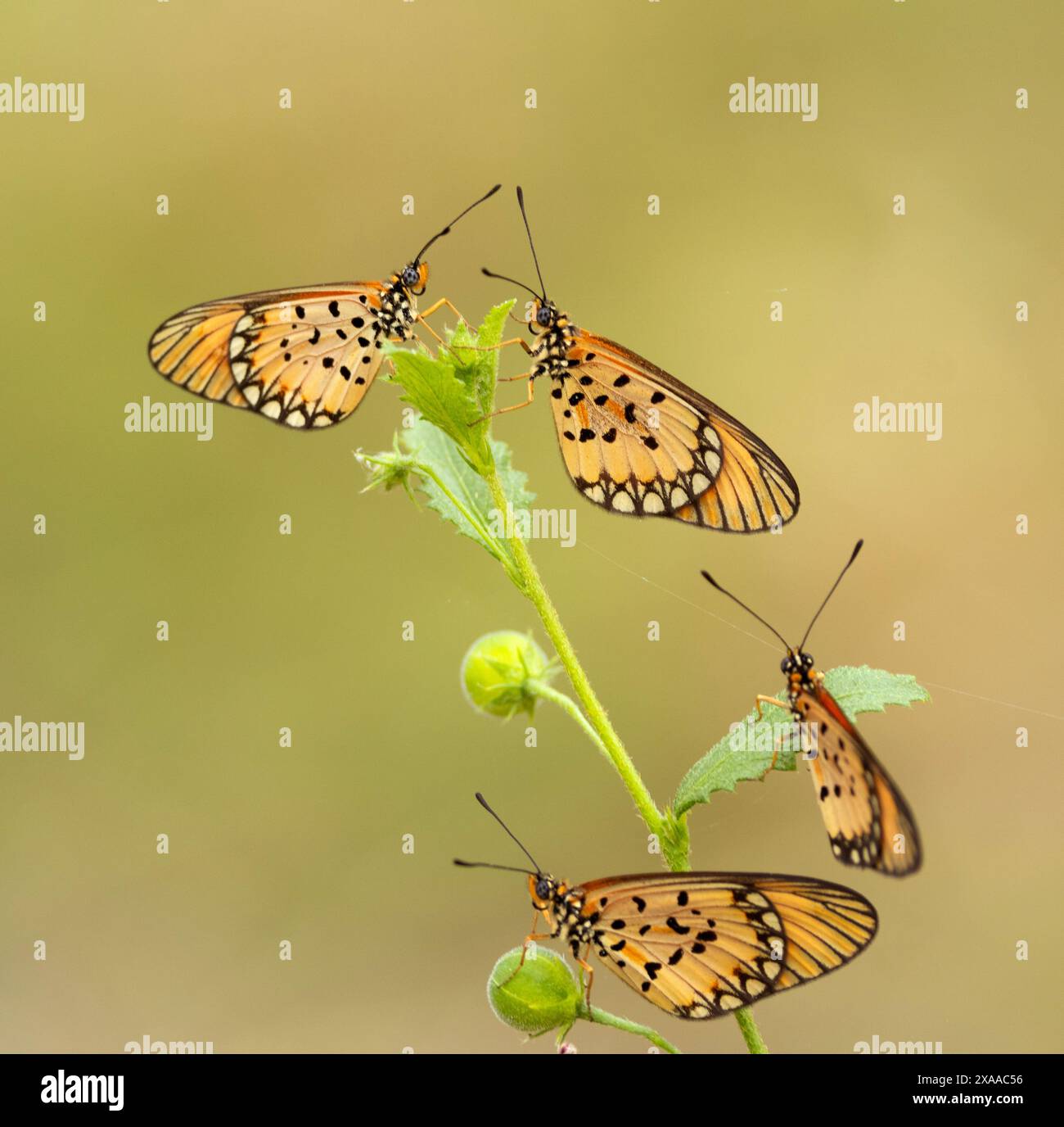 Acraea encedon hi-res stock photography and images - Alamy