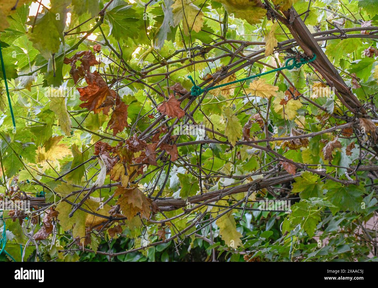 Infected grapevine, Grape leaf lesions, Mildew syntom, Spain Stock ...