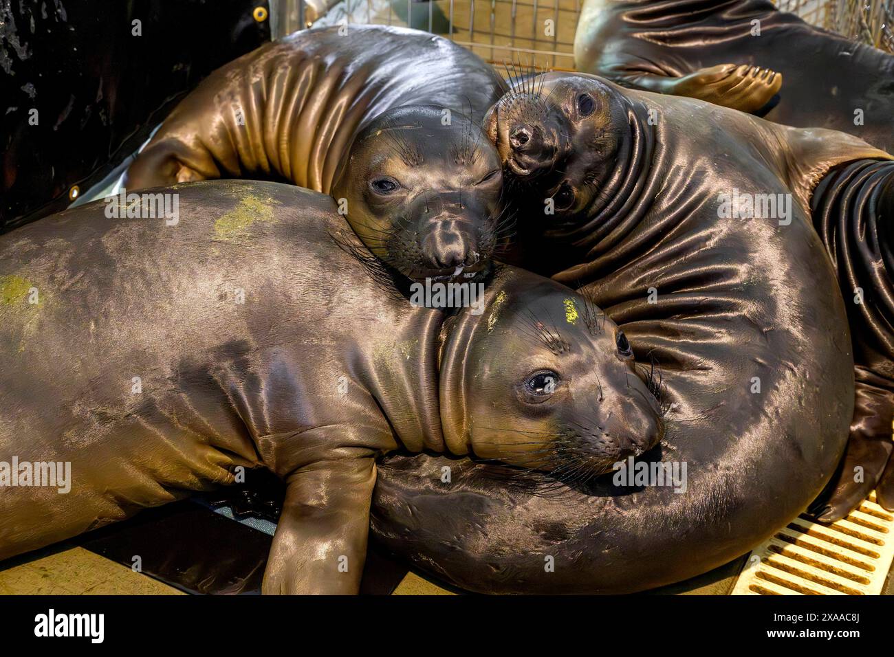 Northern elephant seals huddle together at the Pacific Marine Mammal ...