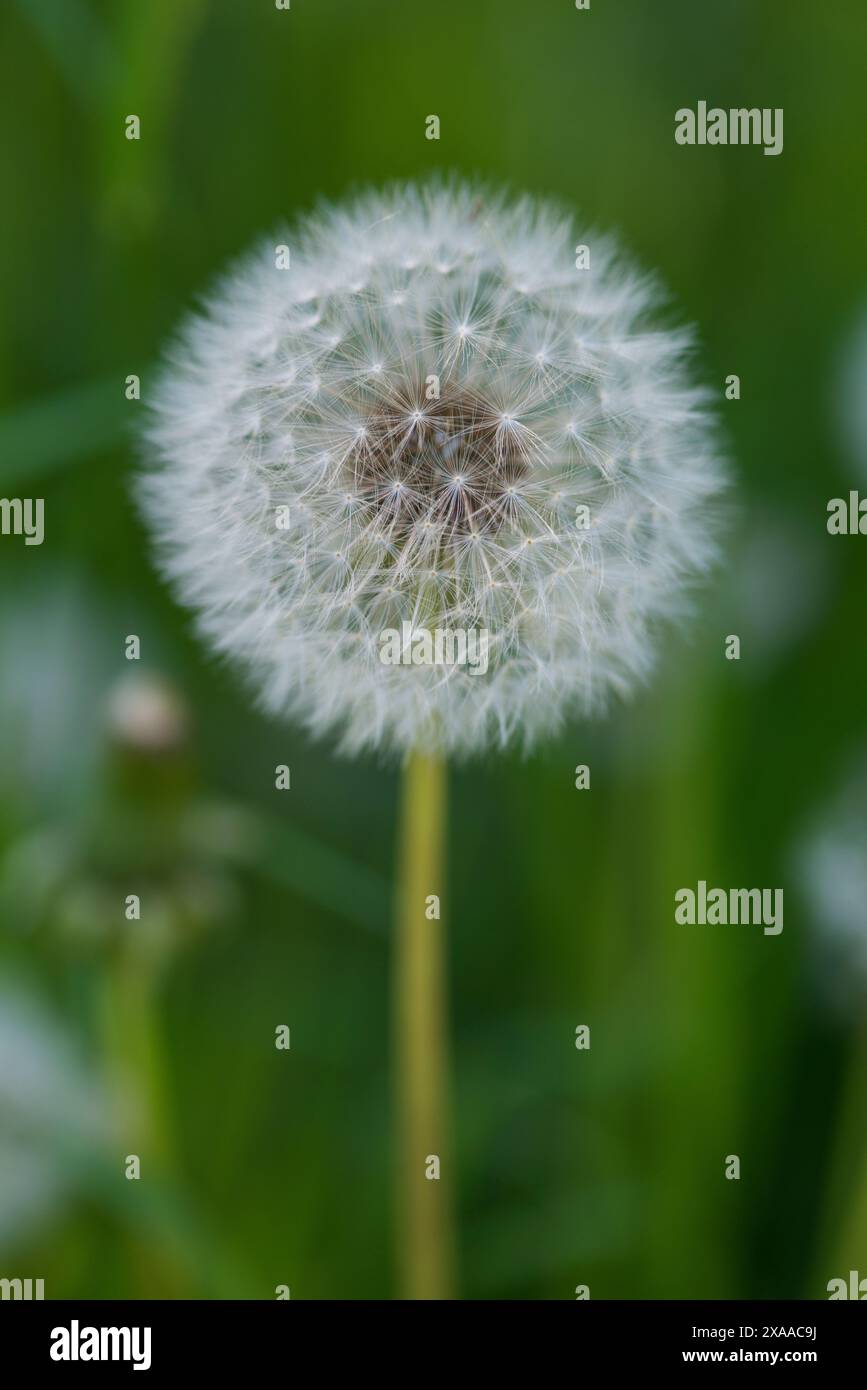 Plant pollen microscopic hi-res stock photography and images - Alamy