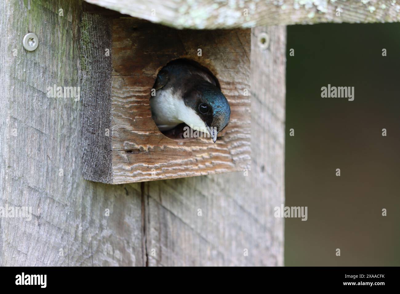 A nesting mother tree swallow looking out of a birdhouse Stock Photo ...