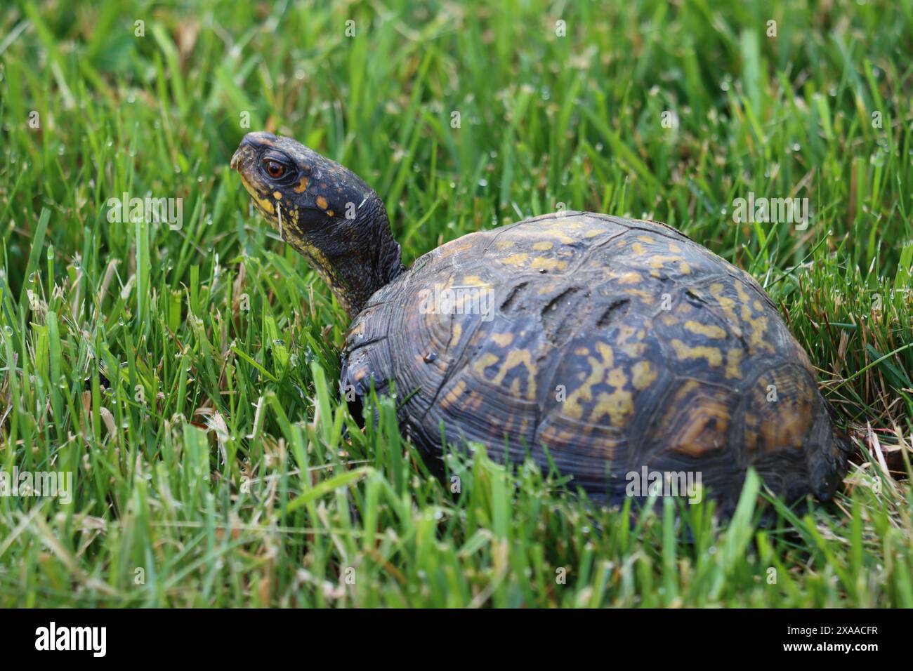 A box turtle walking through grass Stock Photo - Alamy