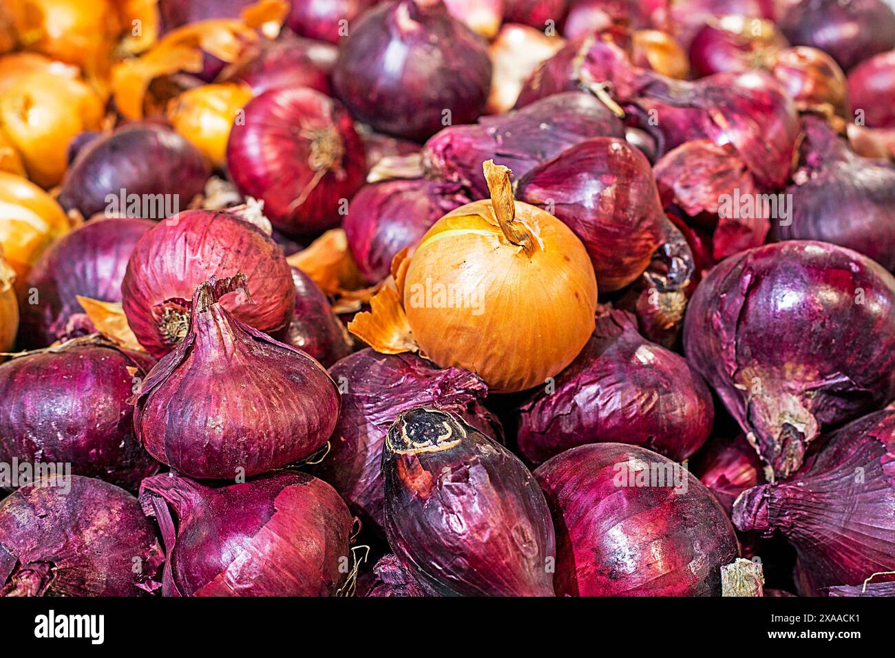purple farm onions with yellow onions on the counter in a supermarket ...