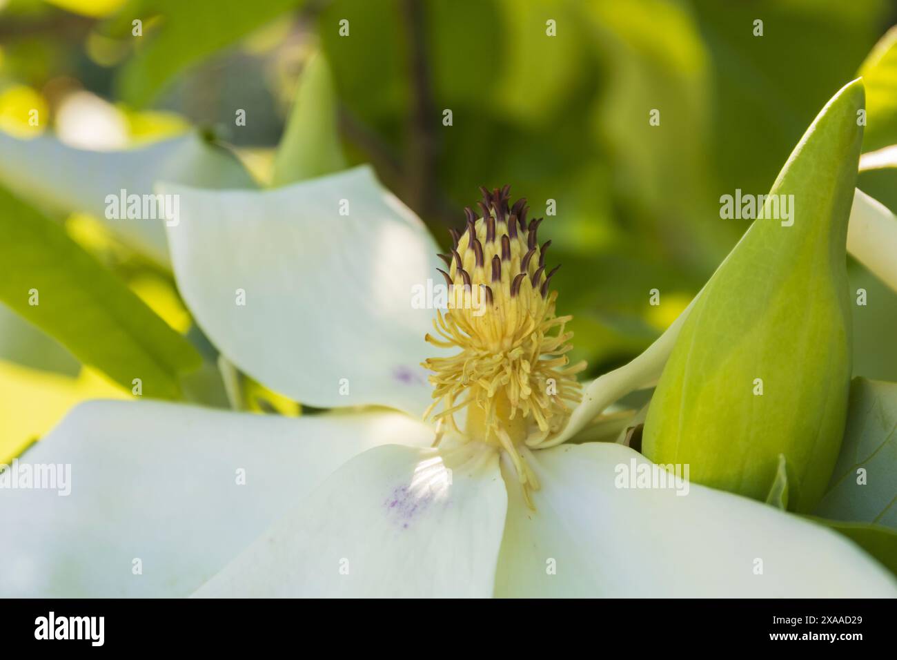 White magnolia garden hi-res stock photography and images - Alamy