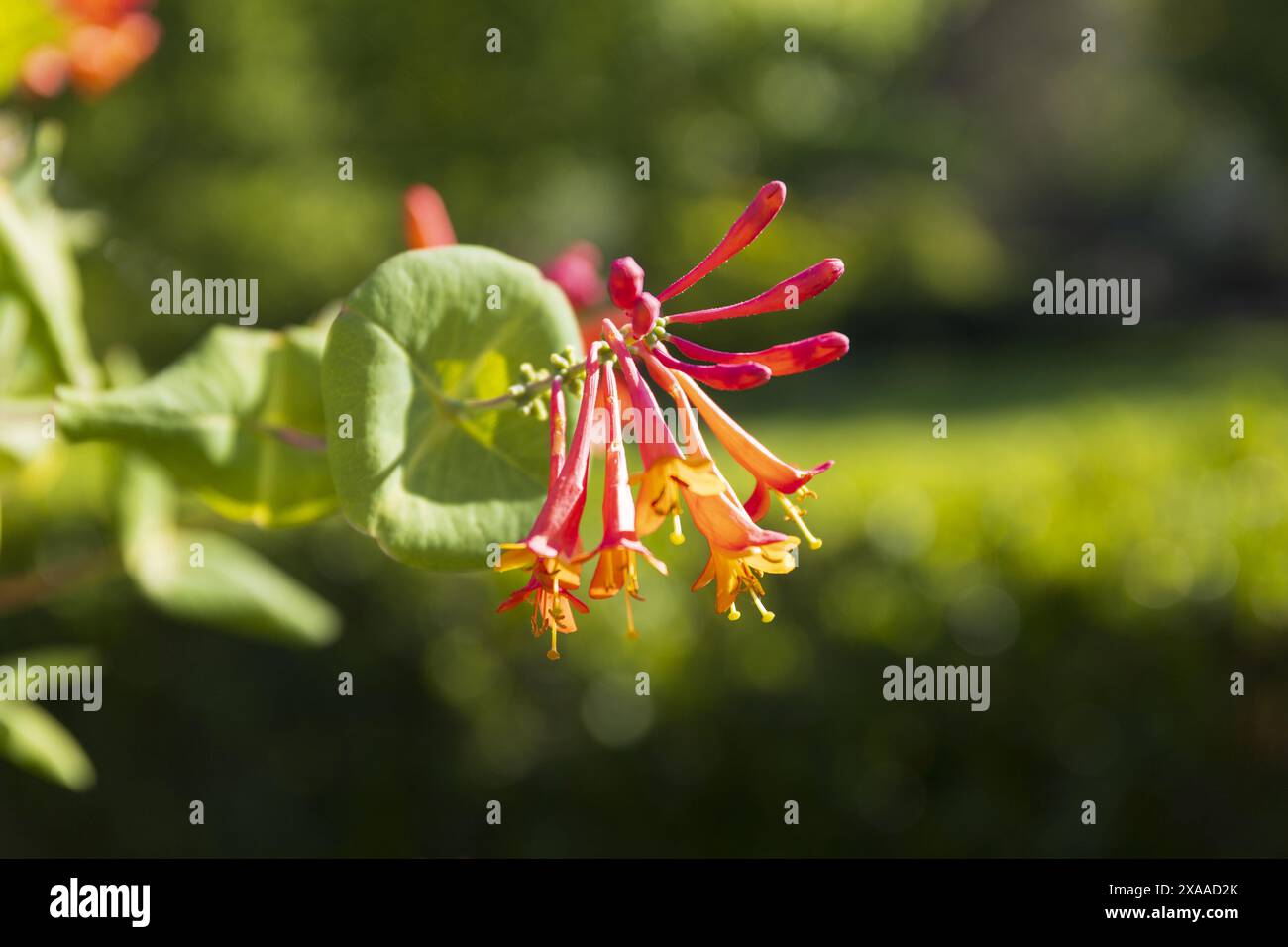 close-up photography of a red honeysuckle flower against a blurred ...