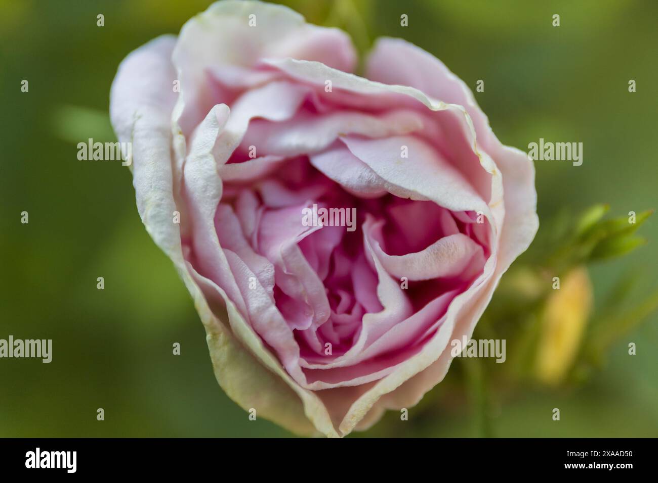 close-up photography of a half-open dusty pink rose flower on a blurred ...