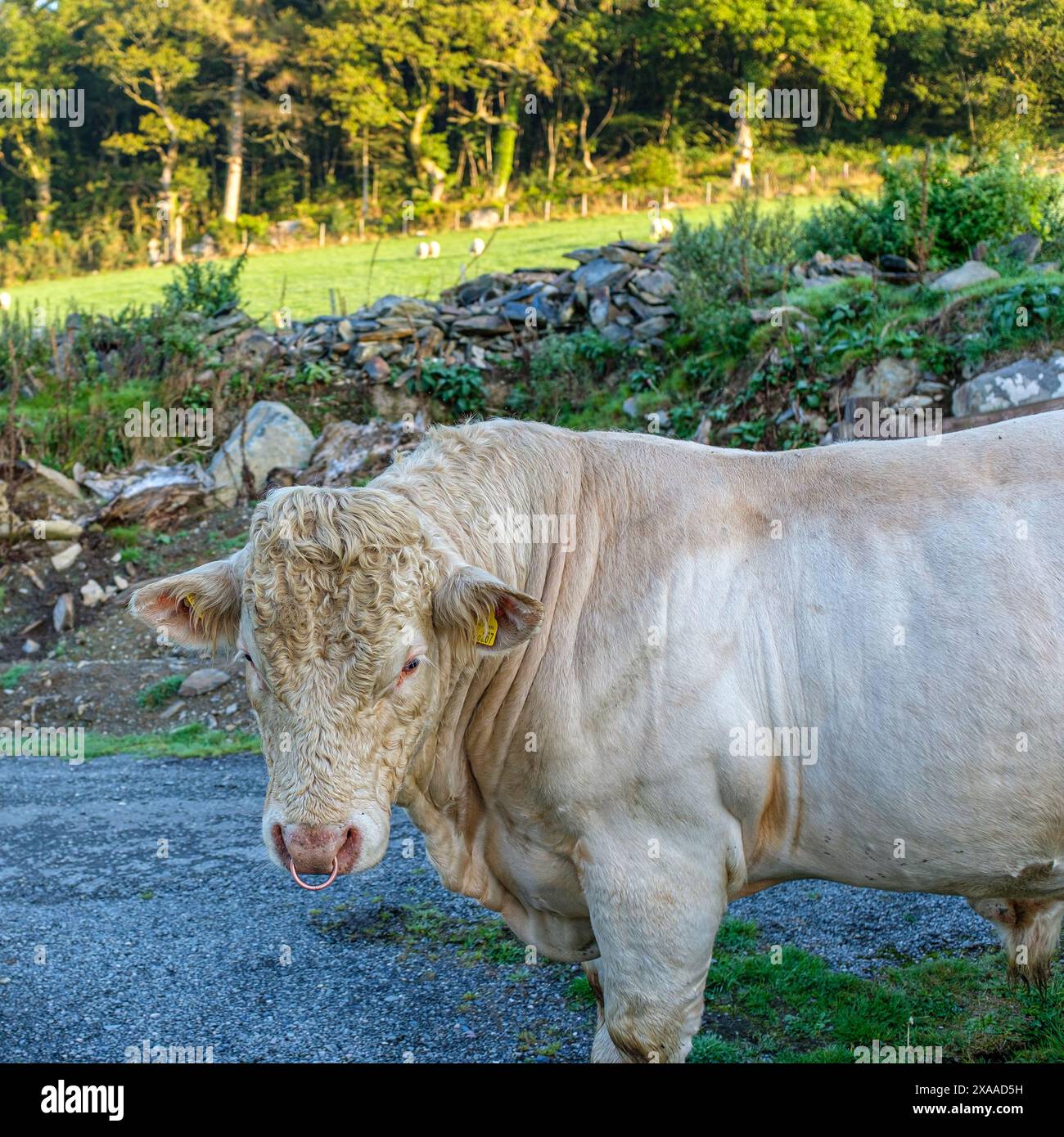 Profile of a big, mature bull on a farm in North Wales, UK Stock Photo ...