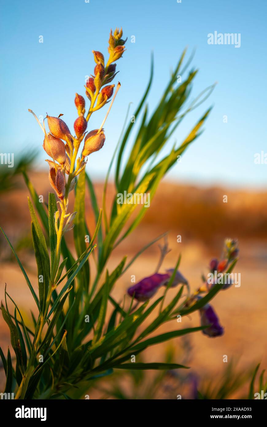 A desert flower blooms amidst bushes. High Desert, California Stock ...