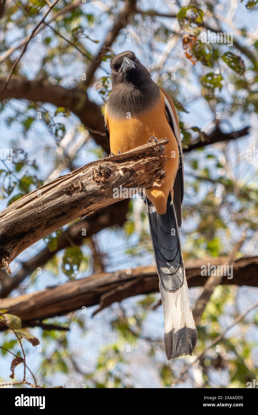 Rufous Treepie bird on Ranthambore safari, India Stock Photo - Alamy