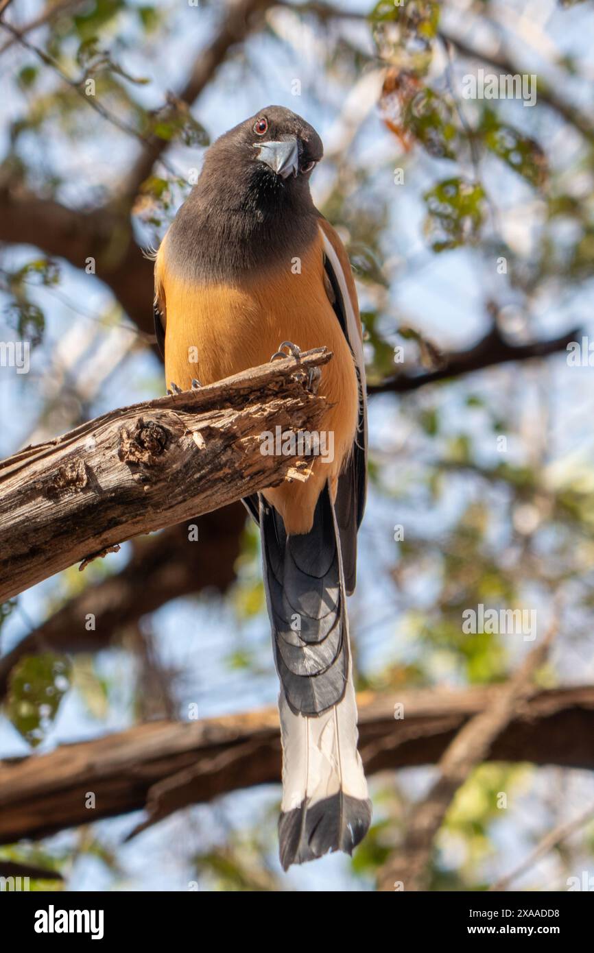 Rufous Treepie bird on Ranthambore safari, India Stock Photo - Alamy