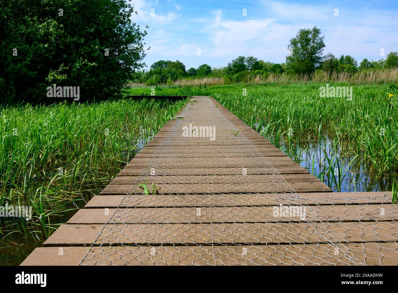 A scenic wooden footpath in Belgian nature reserve, surrounded by water ...