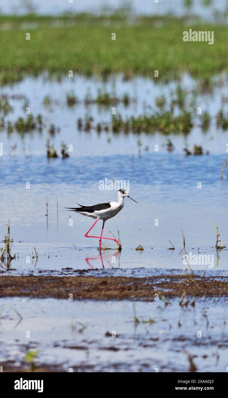 Black-winged stilt Himantopus himantopus at Zicksee, Austria, vertical ...