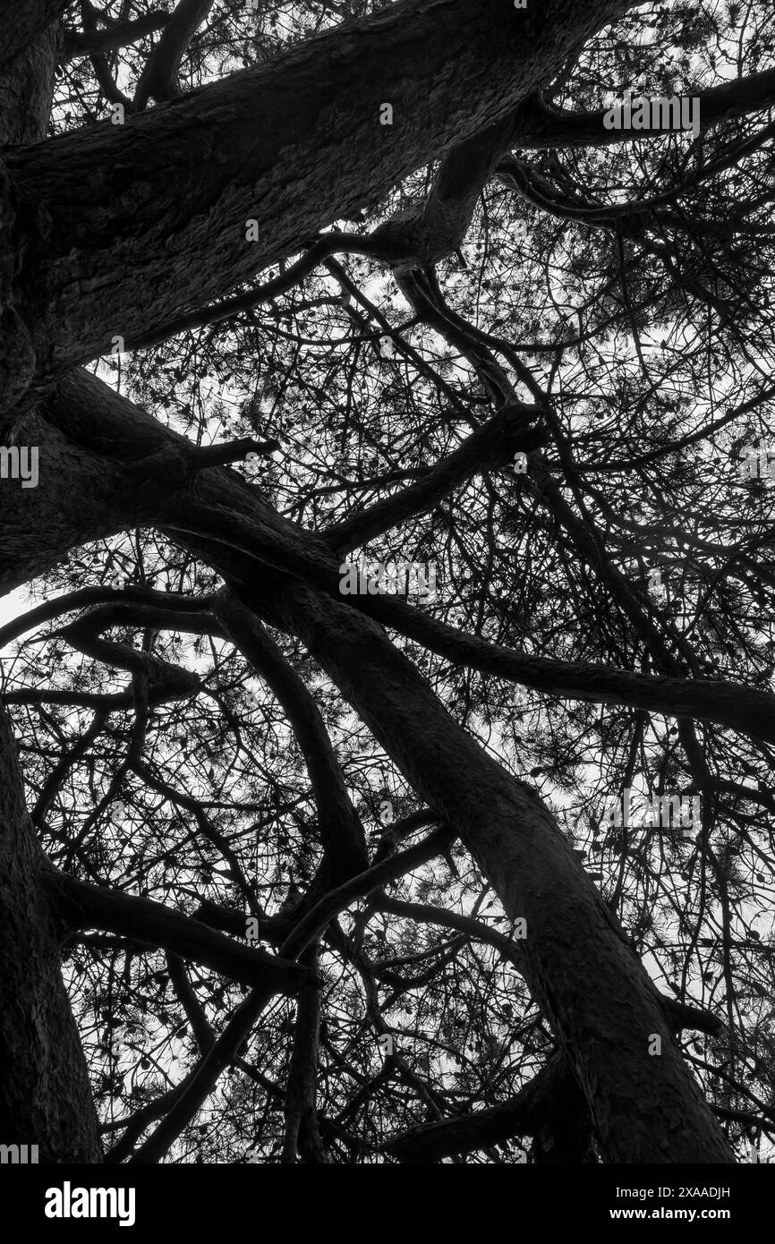 A monochromatic vertical image of a tree, captured from ground to sky ...