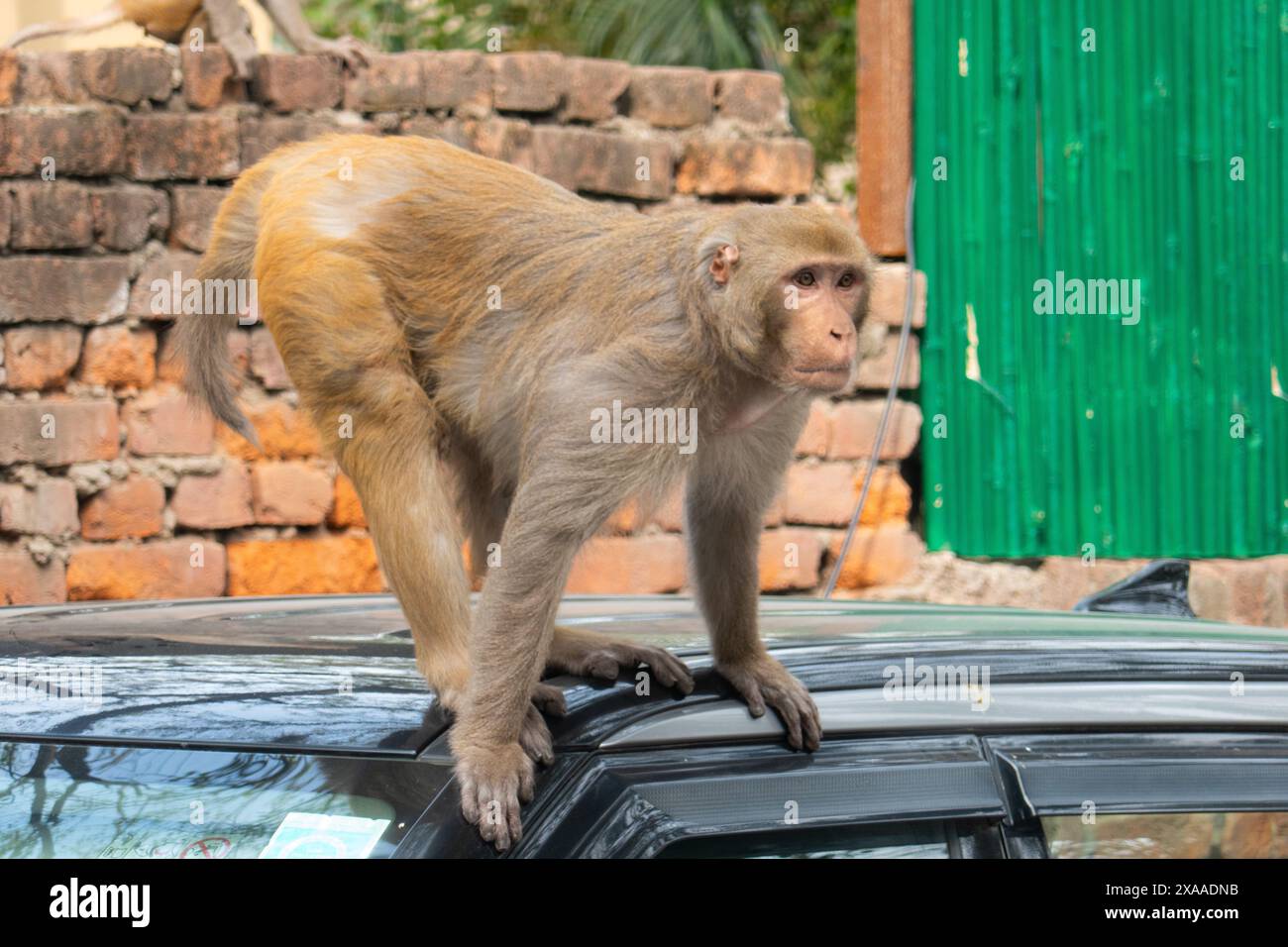 A monkey perched on a car beside a brick wall in India Stock Photo - Alamy
