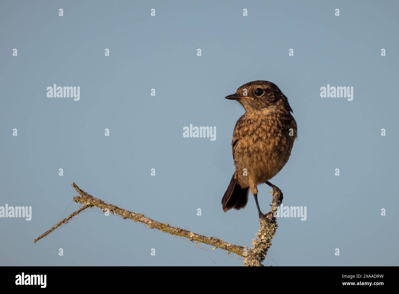 Female common stonechat saxicola hi-res stock photography and images ...