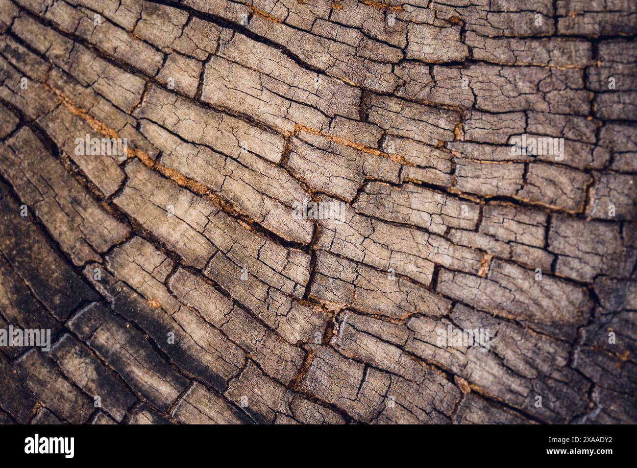 Tree trunk with dark nature hole and textured bark Stock Photo - Alamy